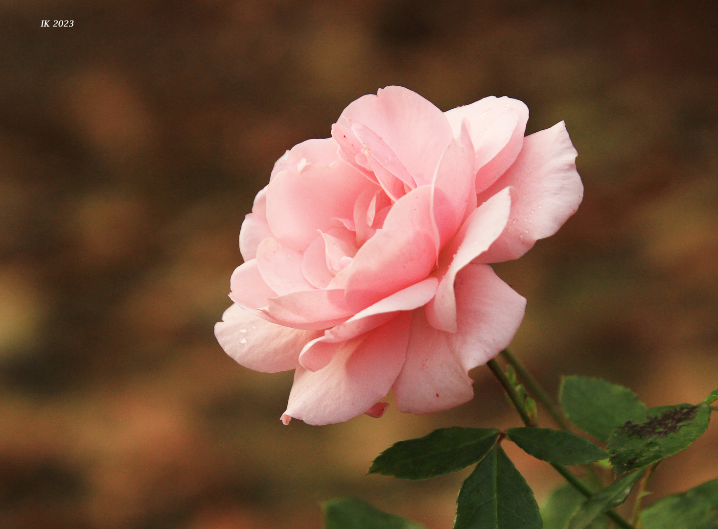 Eine Rose..... Foto & Bild | natur, pflanzen, rosen Bilder auf ...