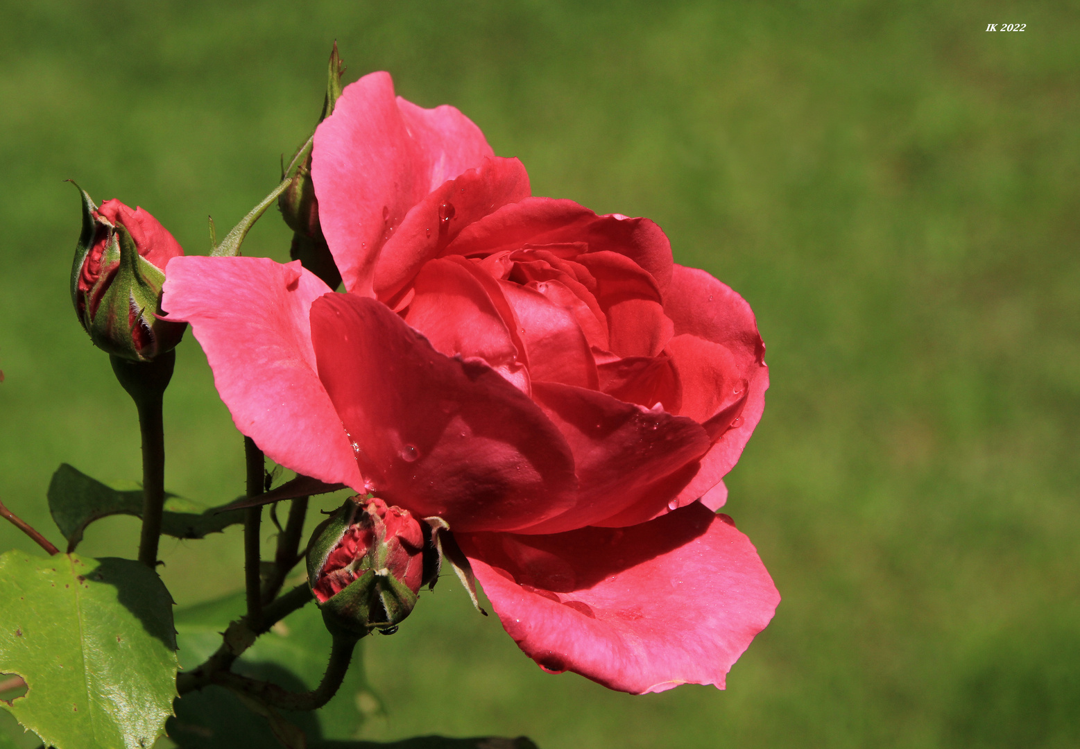 Eine Rose.... Foto & Bild | pflanzen, pilze & flechten, blüten ...