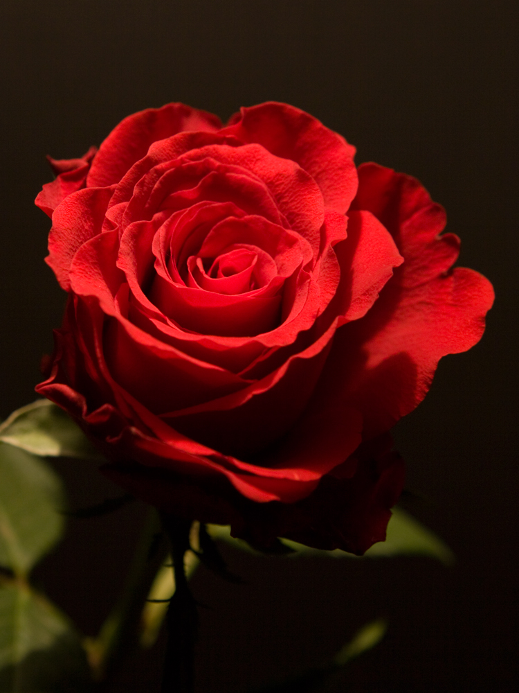 Eine Rose... Foto & Bild | pflanzen, pilze & flechten, blüten ... Eine Rose... Foto & Bild | pflanzen, pilze & flechten, blüten ...