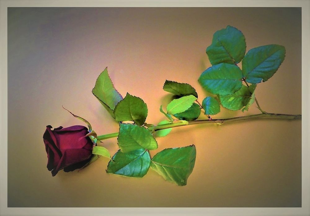 eine Rose... Foto & Bild | projekte, 3 - mittwochsblümchen, thementage ...