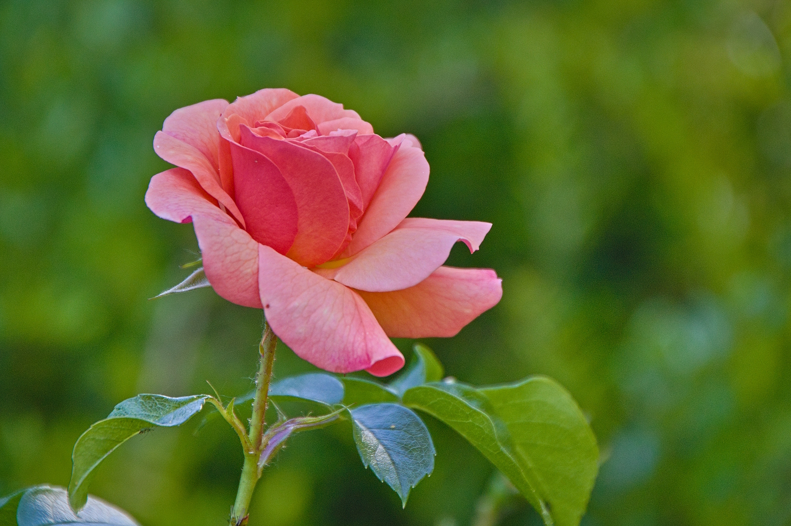 Eine Rose Foto & Bild | pflanzen, pilze & flechten, blüten ...