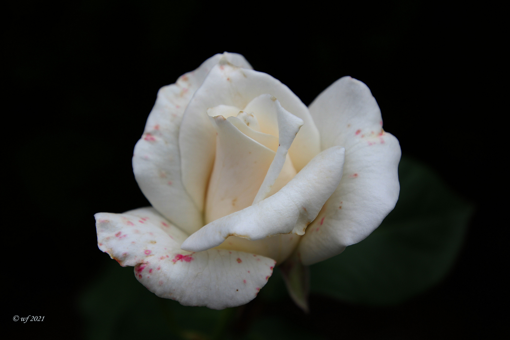 Eine Rose Foto & Bild | pflanzen, pilze & flechten, blüten ...