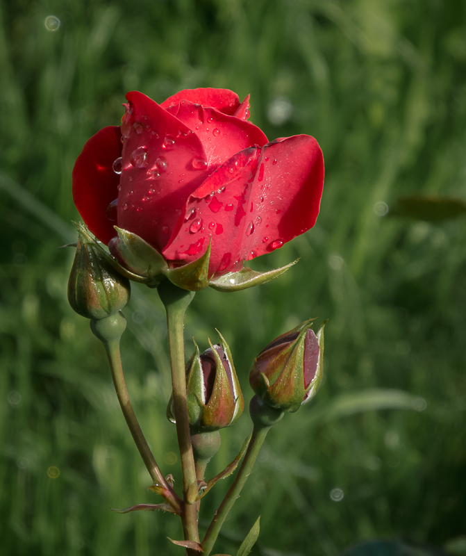 Eine Rose an Pfingsten Foto & Bild | natur, blumen, pflanzen Bilder auf ...