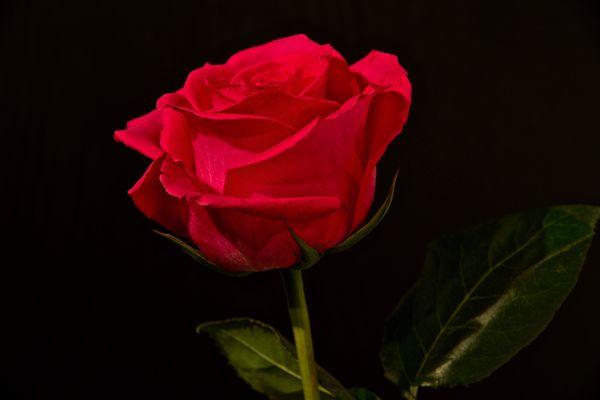 Rosen Bilder & Fotos