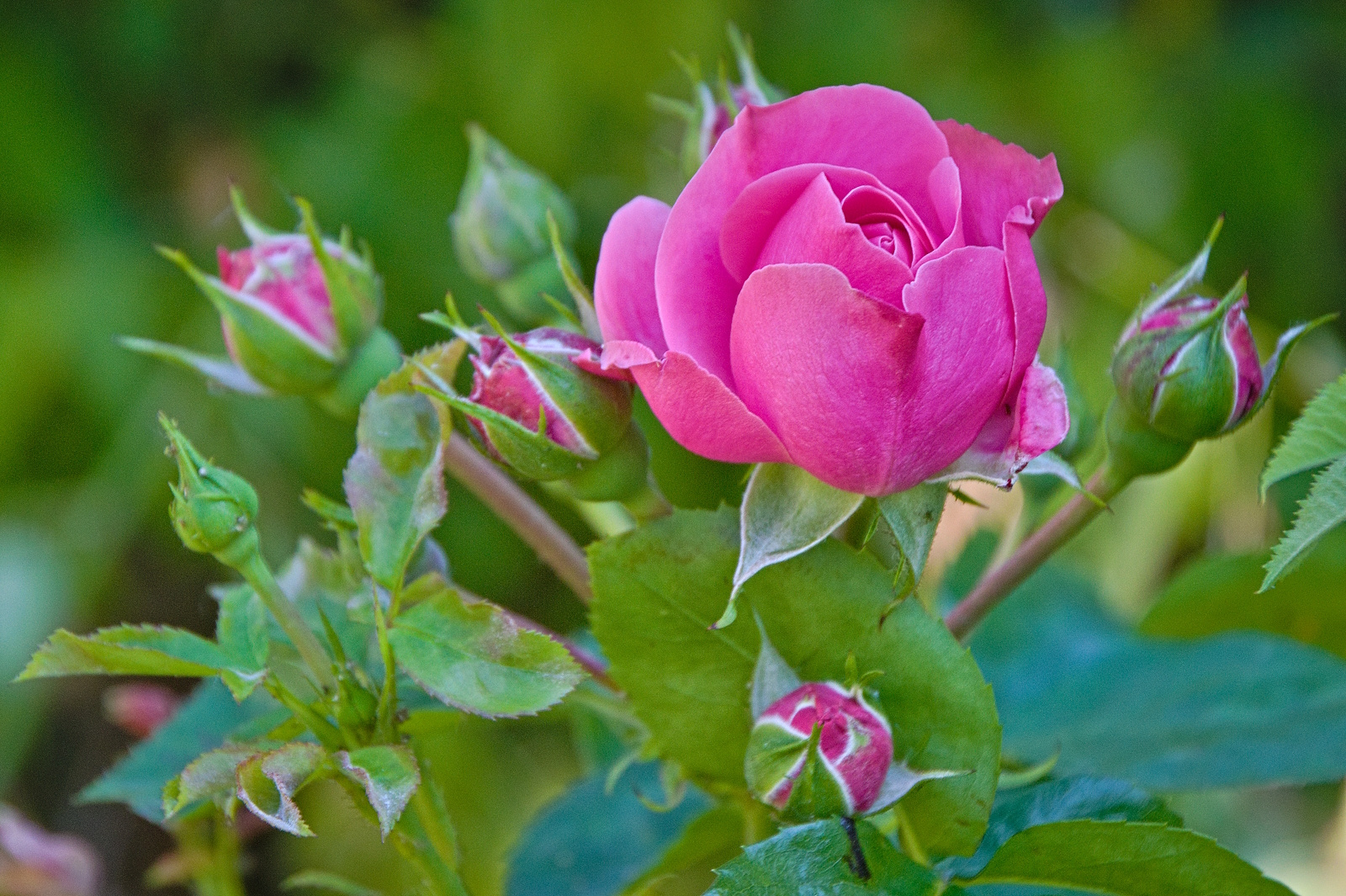 Eine Rose Foto & Bild | pflanzen, pilze & flechten, blüten ...