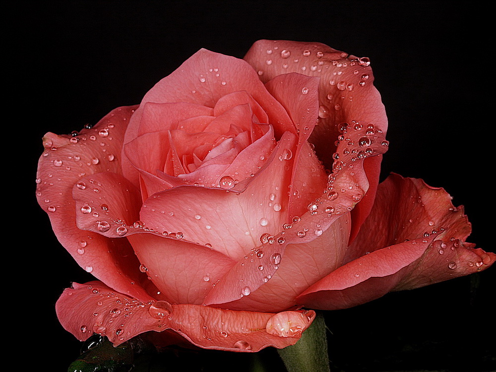 eine Rose Foto & Bild | pflanzen, pilze & flechten, blüten ...