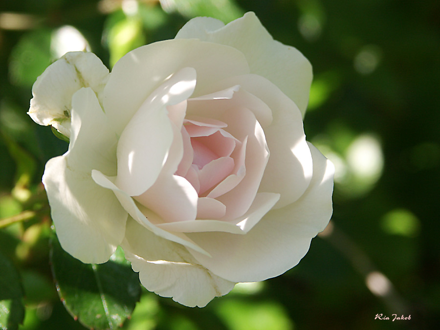 eine rose................... Foto & Bild | pflanzen, pilze & flechten ...