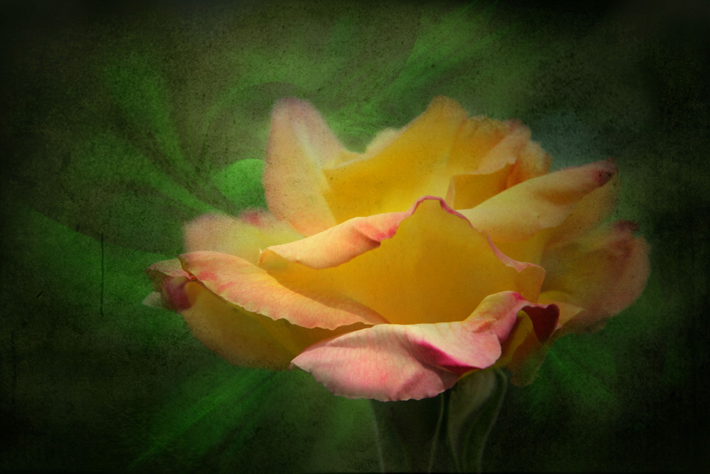 Eine Rose.... Foto & Bild | fotokunst, rosen, spezial Bilder auf ...