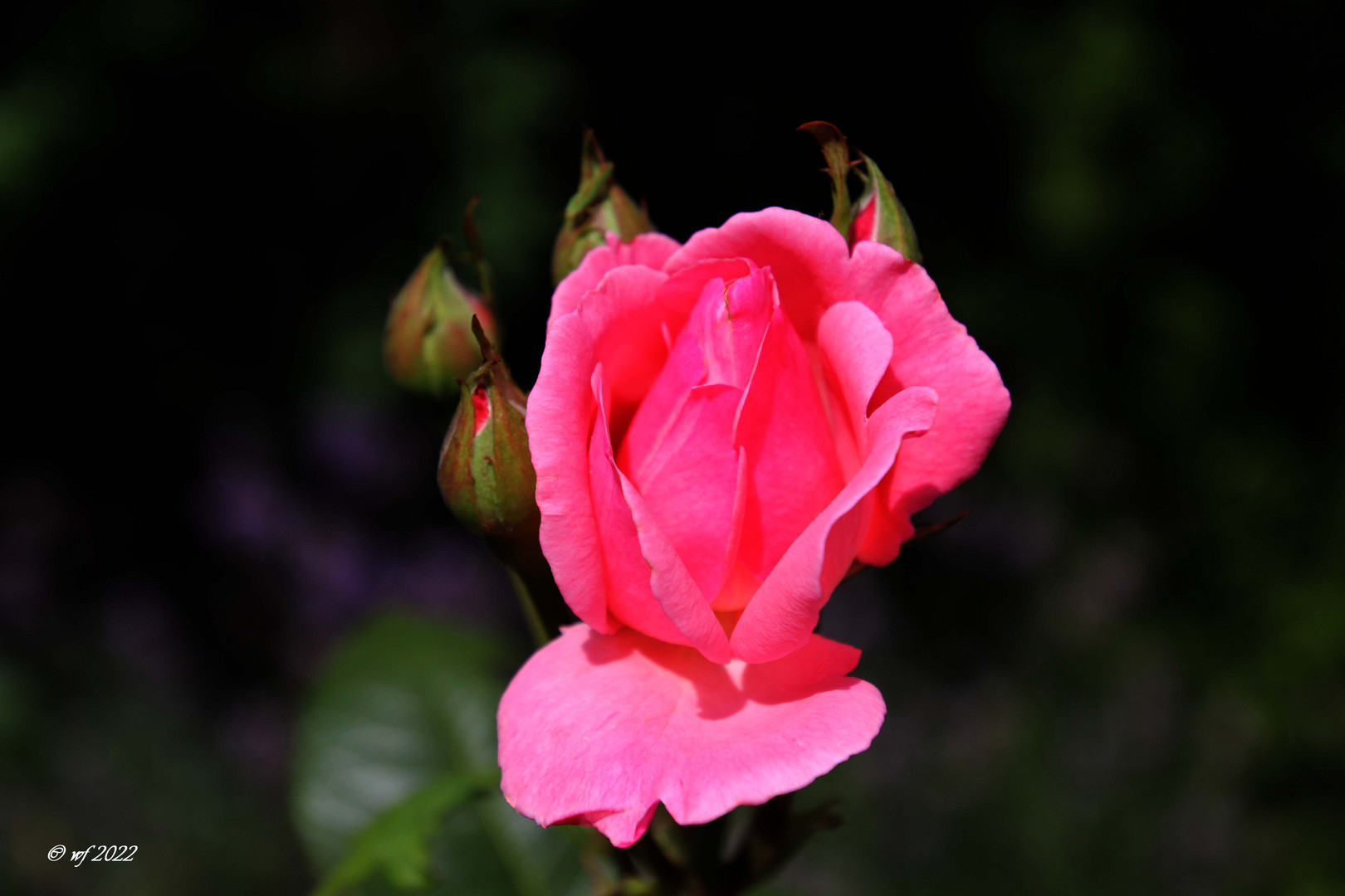 EINE ROSE Foto & Bild | pflanzen, pilze & flechten, landschaft, blüten ...