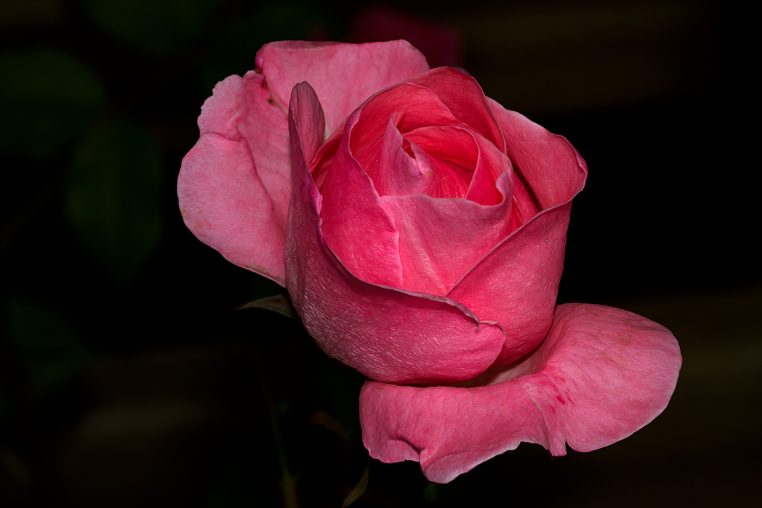 Eine Rose Foto & Bild | spezial, rot, natur Bilder auf fotocommunity