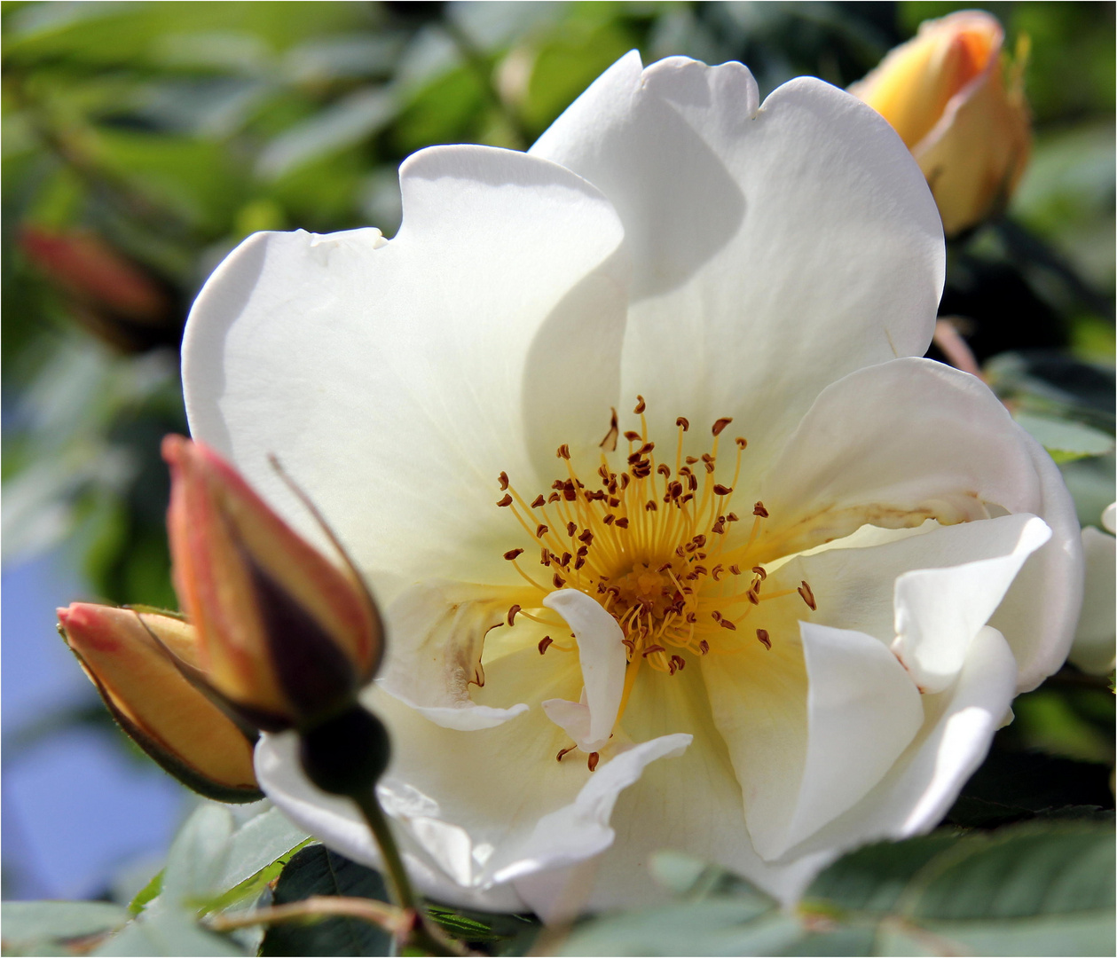 Eine Rose... Foto & Bild | pflanzen, pilze & flechten, blüten ...