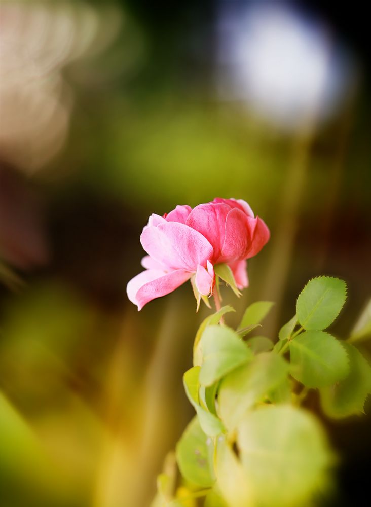 eine rose eine rose ist eine rose ... Foto & Bild | pflanzen, pilze ...