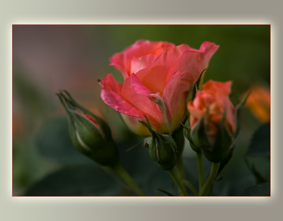 Eine Rose Foto & Bild | pflanzen, pilze & flechten, blüten ...