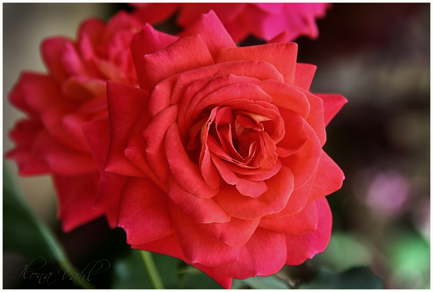 Eine Rose Foto & Bild | gratulation und feiertage, muttertag, natur ...