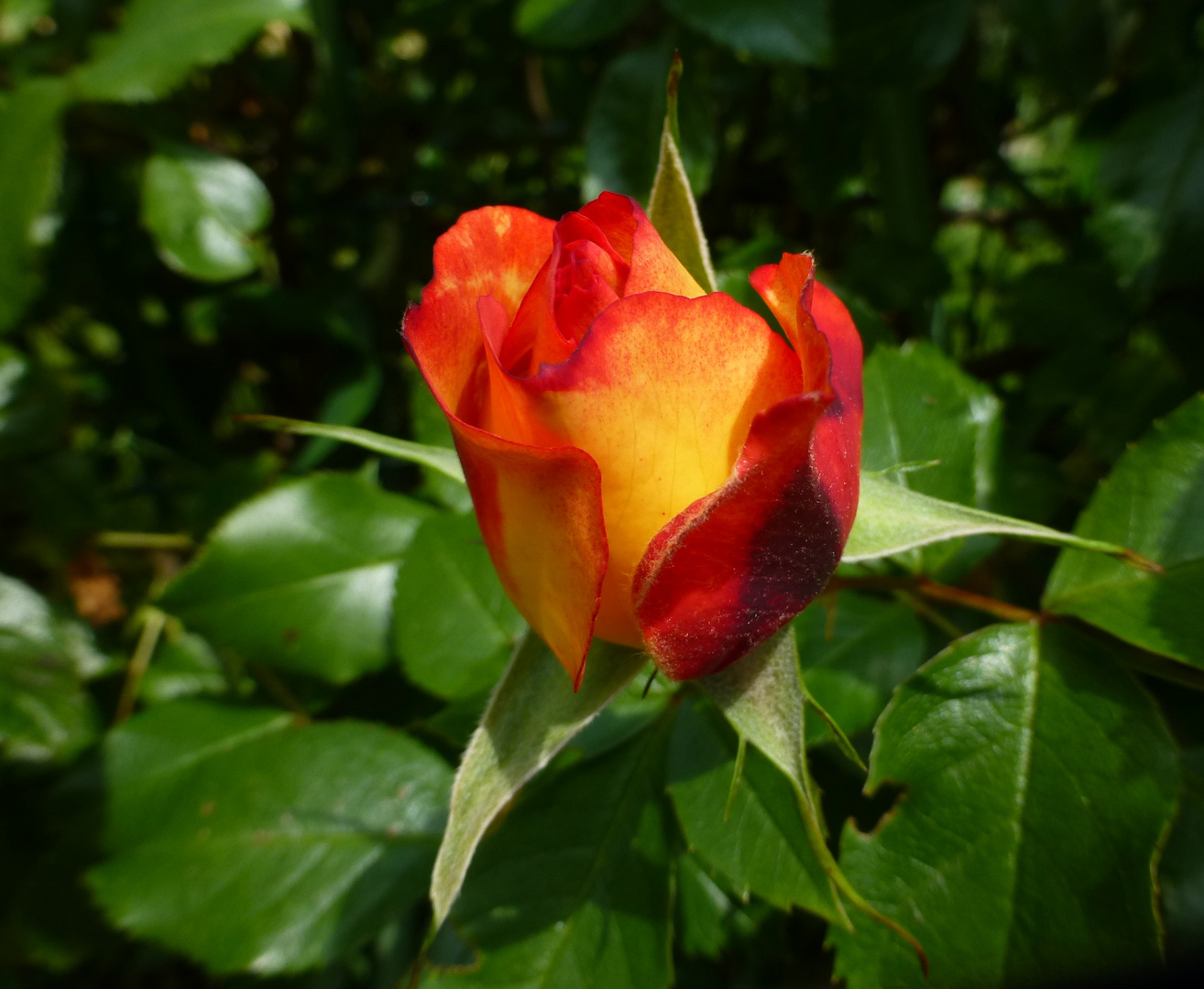 Eine Rose Foto & Bild | natur, pflanzen, blüten Bilder auf fotocommunity