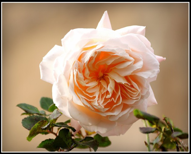 Eine Rose für dich... Foto & Bild | pflanzen, pilze & flechten, blüten ...