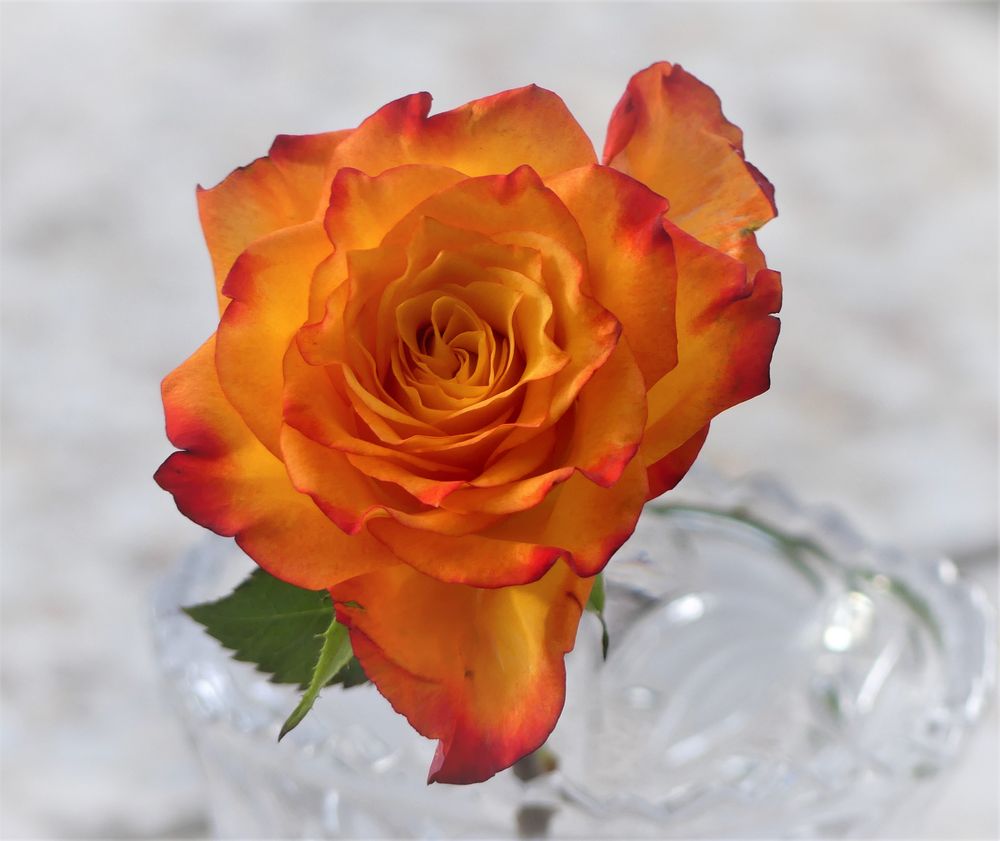 eine Rose für mehr Farbe Foto & Bild | pflanzen, pilze & flechten ...