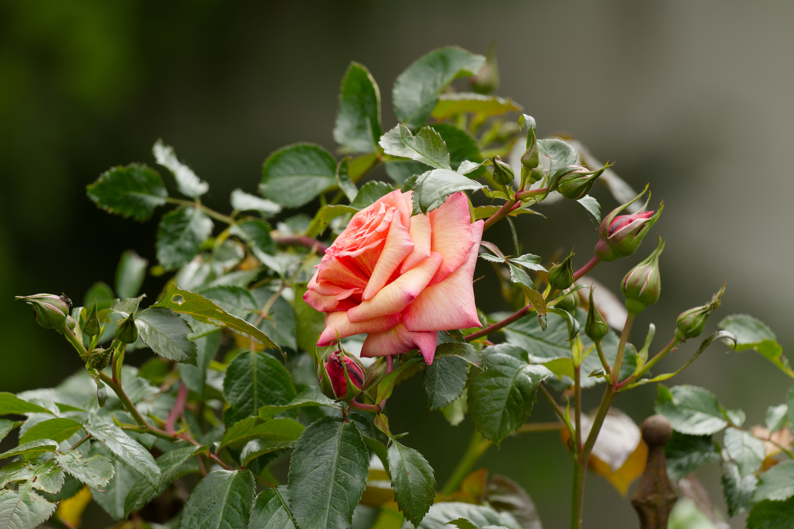 Eine Rose ist eben eine Rose ... Foto & Bild | pflanzen, pilze ...