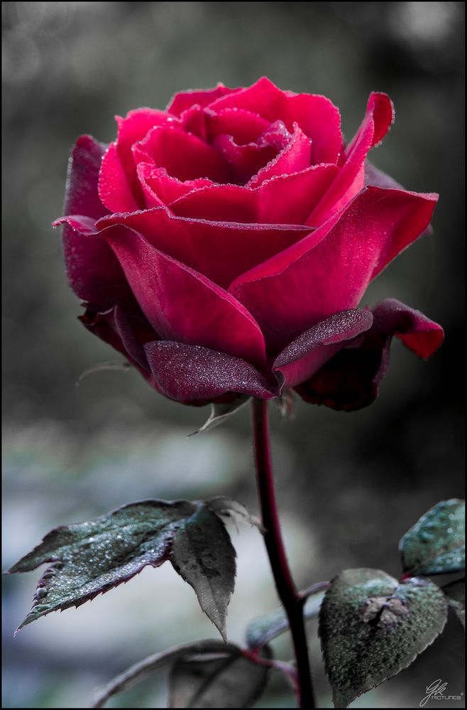 Eine Rose ist eine Rose... Foto & Bild | pflanzen, natur Bilder auf ... Eine Rose ist eine Rose... Foto & Bild | pflanzen, natur Bilder auf ...