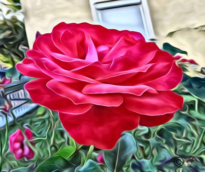 Eine Rose mal anders wie gewohnt.... Foto & Bild | spezial, sommer ...