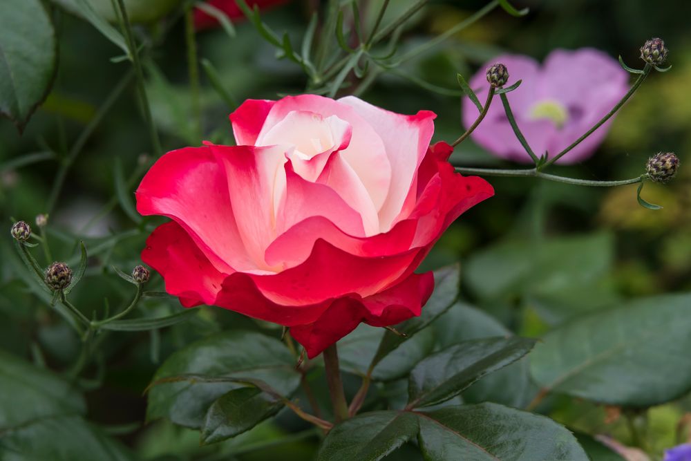 Eine Rose mit dem Namen "Nostalgie" Foto & Bild | pflanzen, pilze ...
