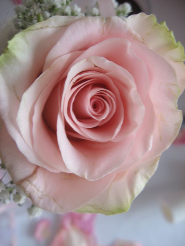 Eine Rose von oben!! Foto & Bild | pflanzen, pilze & flechten, blüten ...