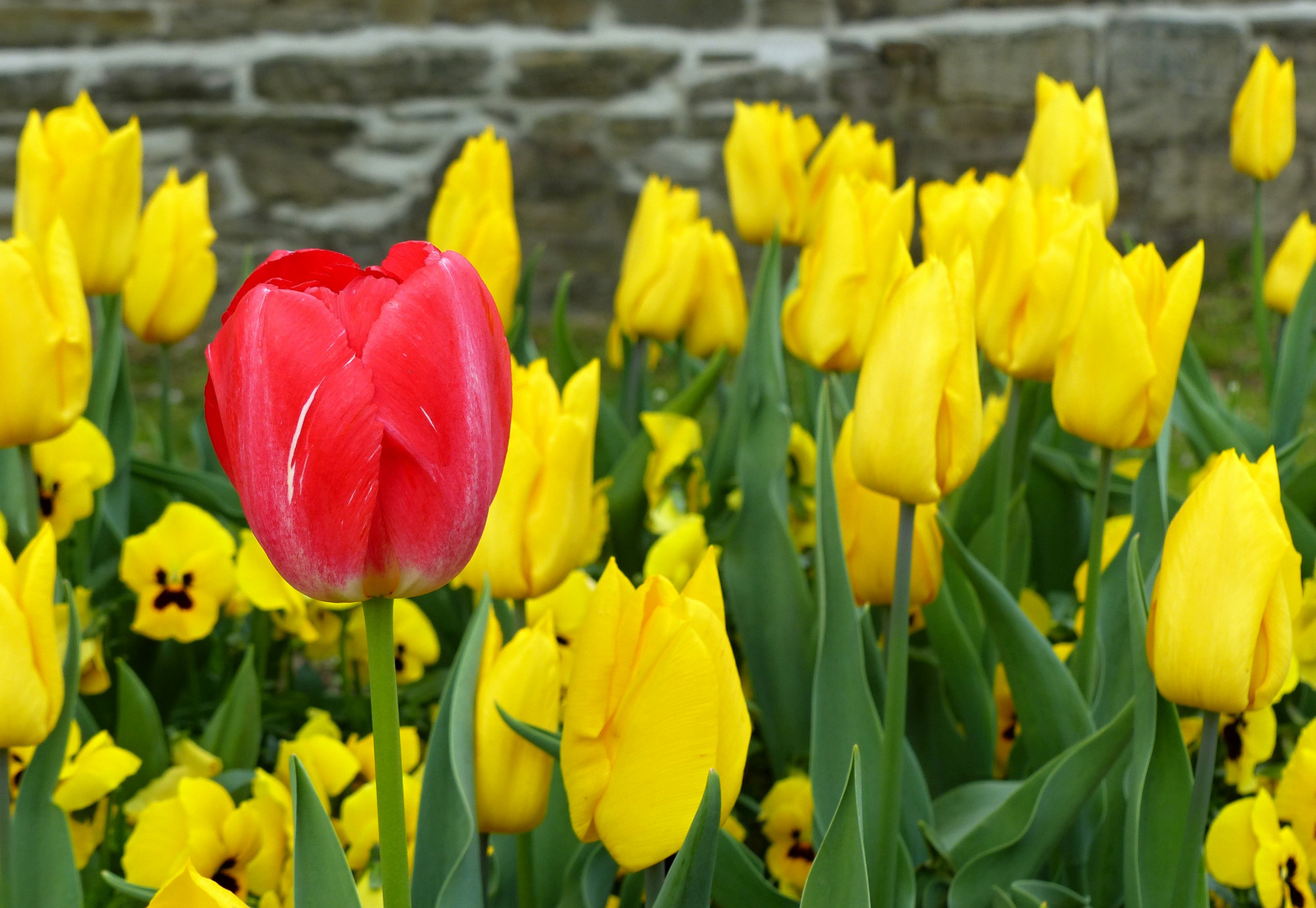 eine Rote ... Foto & Bild | rot, tulpen, frühling Bilder auf fotocommunity