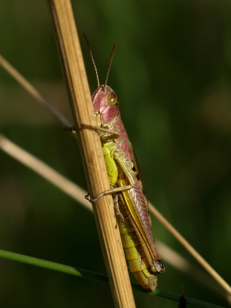 Eine rote Heuschrecke Foto & Bild | tiere, wildlife, insekten Bilder ...