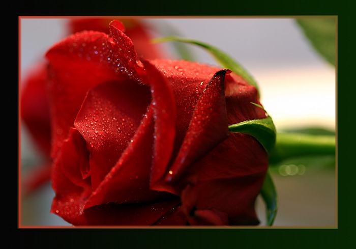 Eine rote Rose zum Dank Foto & Bild | pflanzen, pilze & flechten ...