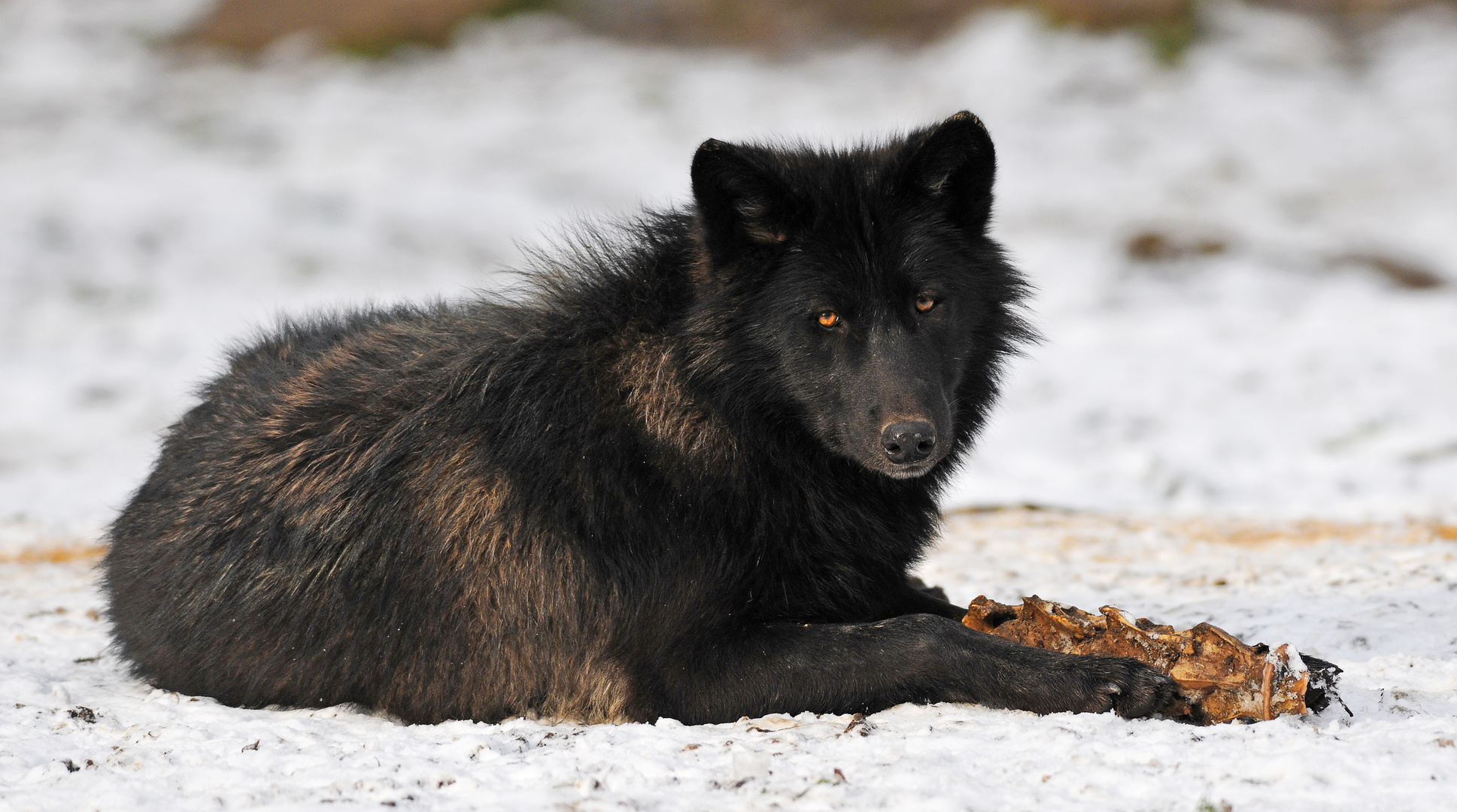 Eine Runde Mitleid Foto & Bild | tiere, fotos, outdoor Bilder auf ...
