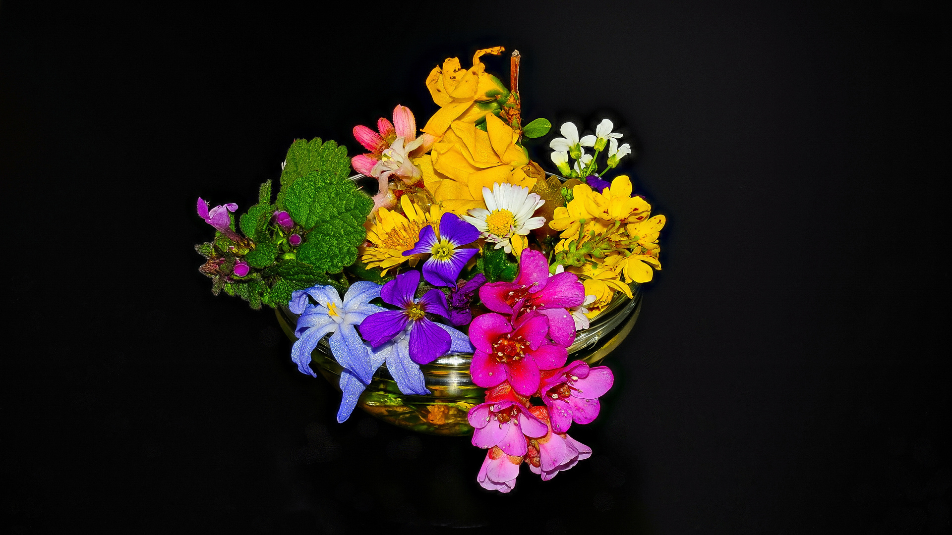 Eine Schale Frühling Foto & Bild | pflanzen, pilze & flechten, blüten ...