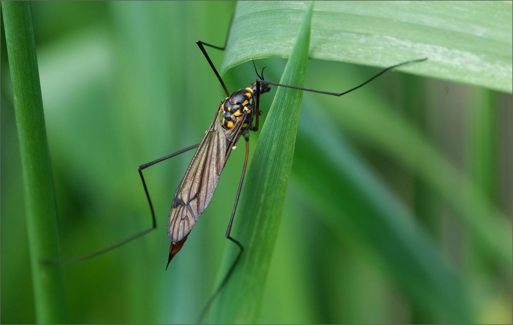 Eine Schnake Foto & Bild | tiere, wildlife, insekten Bilder auf ...