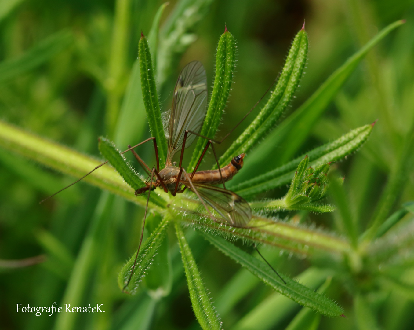 Eine Schnake Foto & Bild | deutschland, europe, nordrhein- westfalen ...