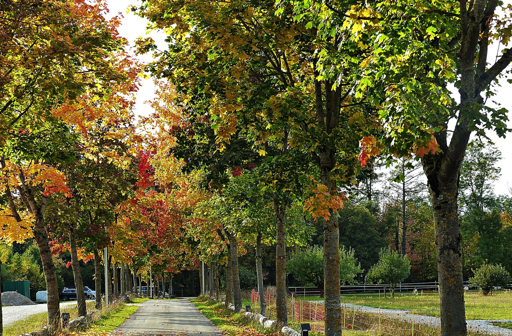 Eine schöne Allee Foto & Bild | landschaft, jahreszeiten, herbst Bilder ...