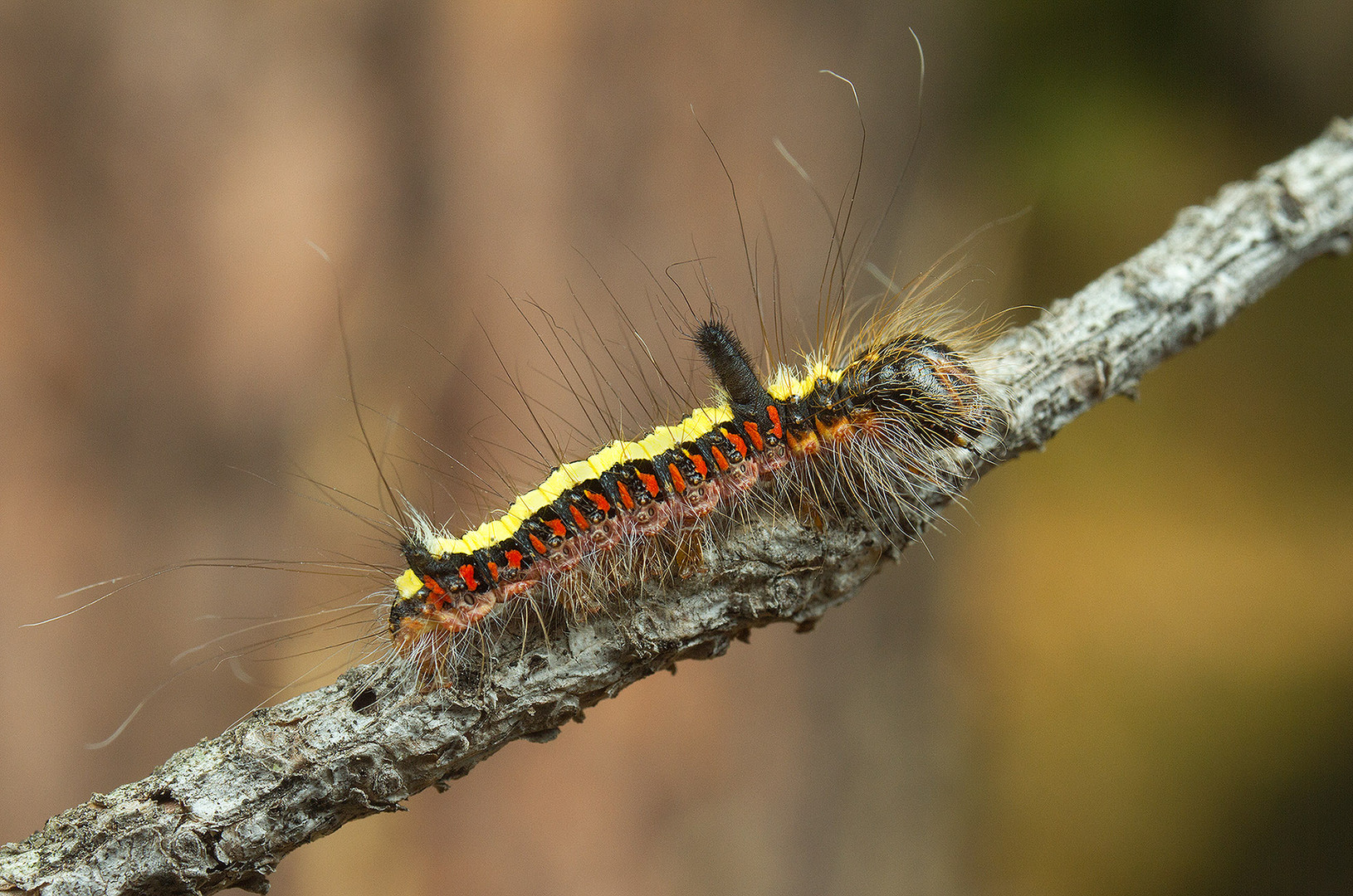 Eine schöne bunte Raupe. Foto & Bild | natur, insekten Bilder auf ...