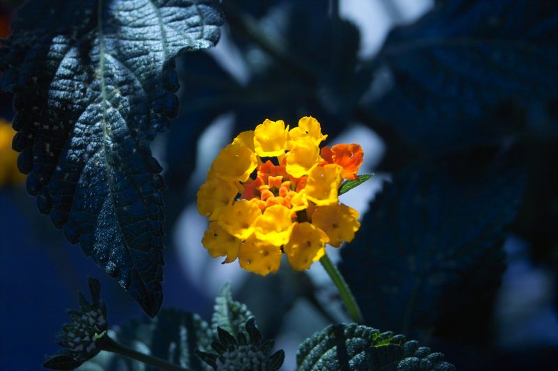 Eine schöne gelbe Blume... - Bild & Foto von Thomas Zech aus Natur ...
