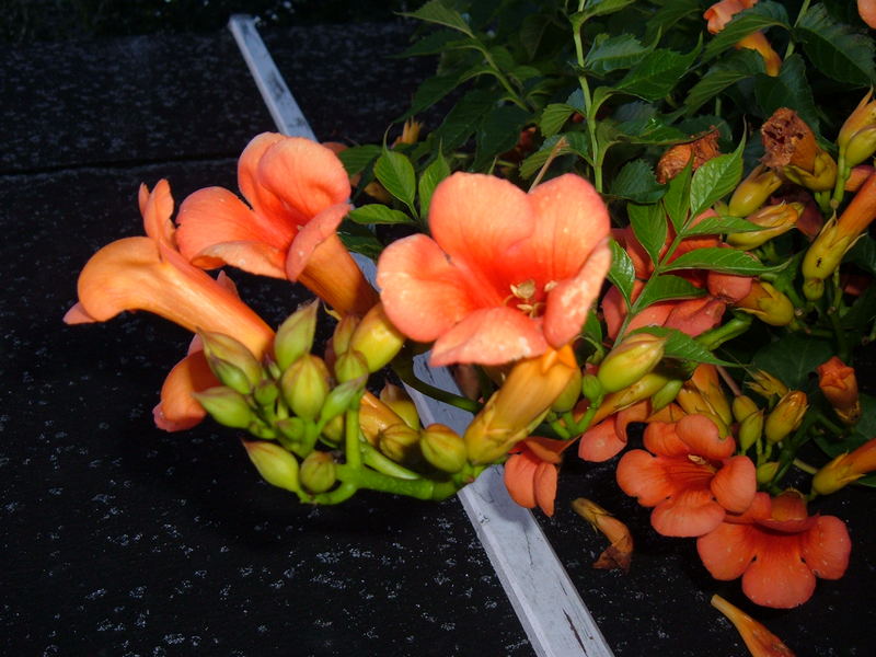 Eine schöne Ranke Foto & Bild | pflanzen, pilze & flechten, blüten ...