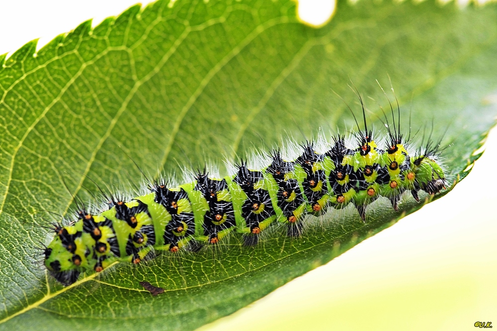 Eine schöne Raupe... Foto & Bild | tiere, wildlife, schmetterlinge ...