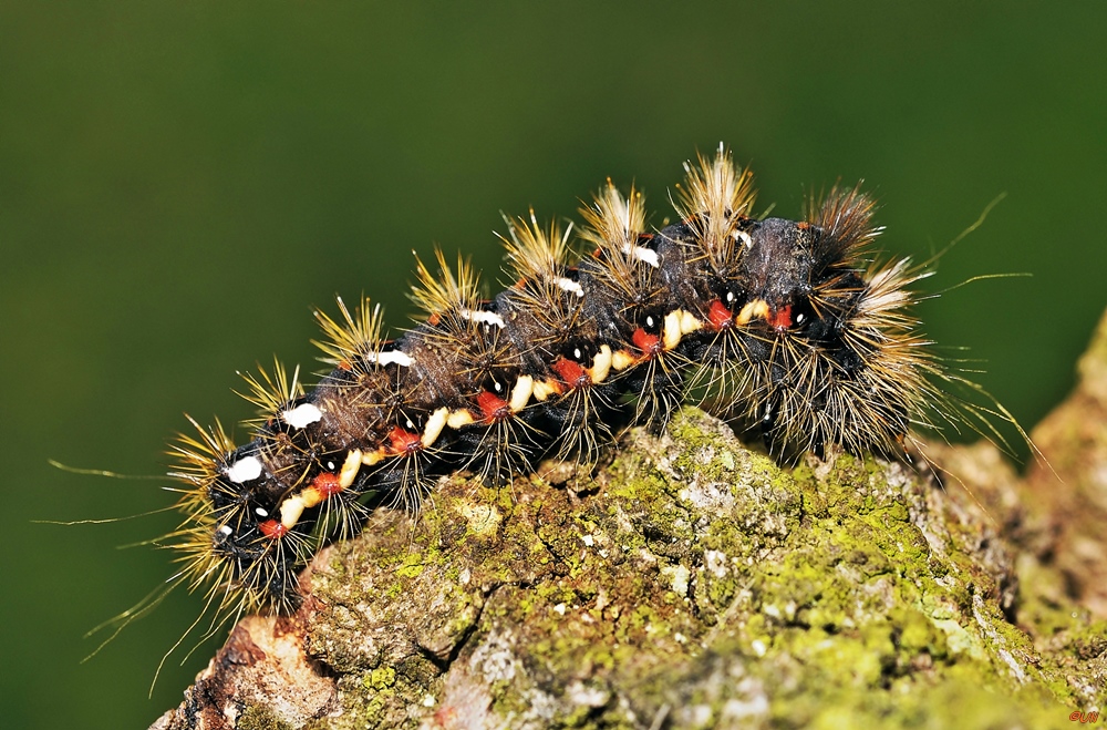 Eine schöne Raupe... Foto & Bild | tiere, wildlife, insekten Bilder auf ...
