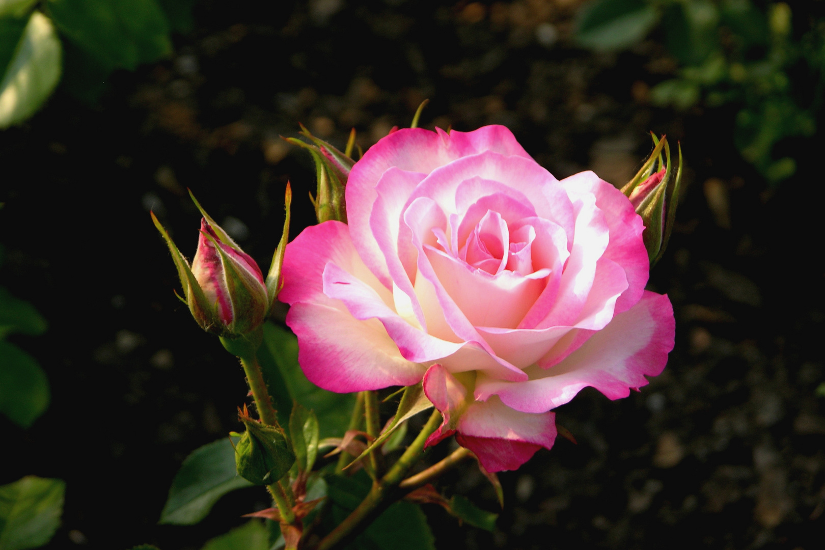 Eine schöne Rose. Foto & Bild | pflanzen, pilze & flechten, blüten ... Eine schöne Rose. Foto & Bild | pflanzen, pilze & flechten, blüten ...