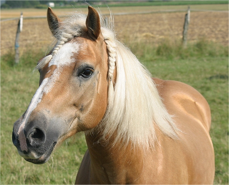 Eine schöne Stute Foto & Bild | tiere, haustiere, pferde, esel ...