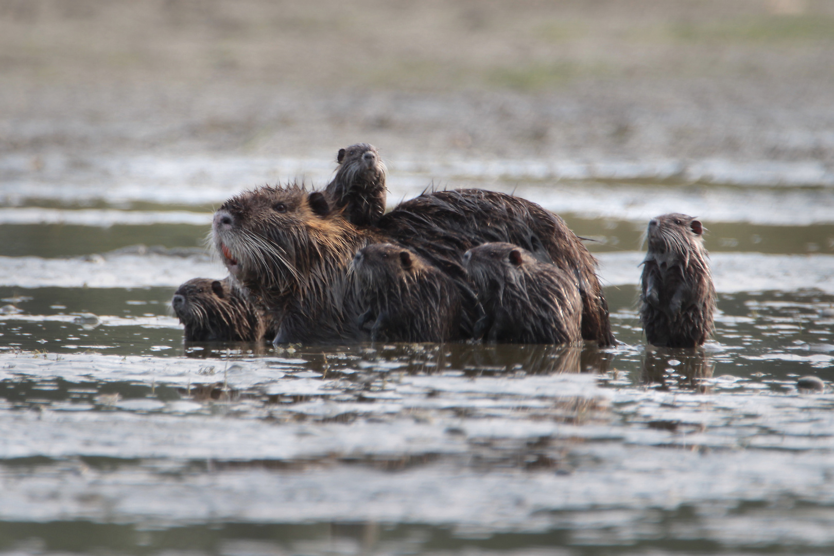 Eine schrecklich nette Familie Foto & Bild | wasser, teich, natur ...