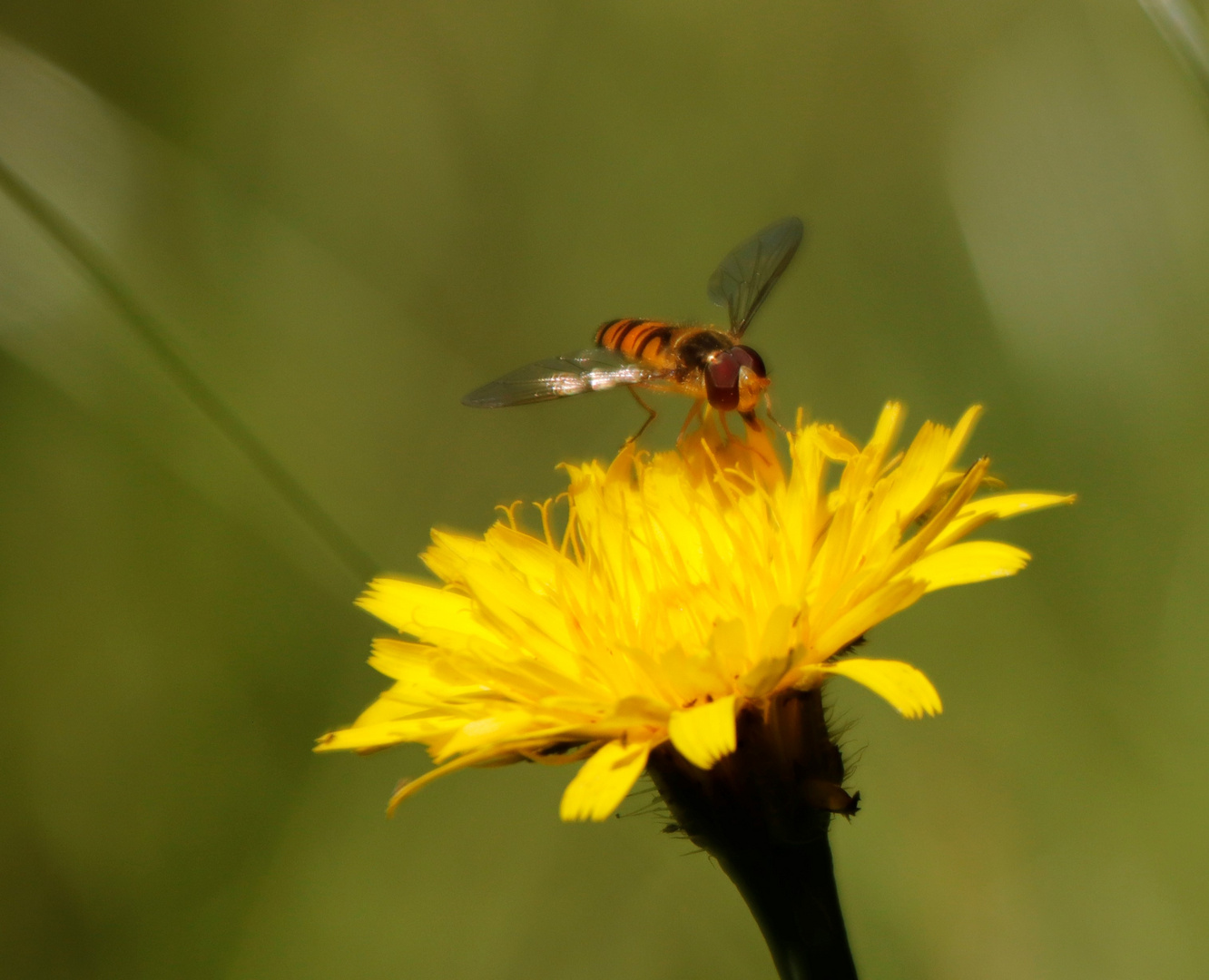 Eine Schwebfliege, auch Stehfliege oder Schwirrfliege auf Wiesen-Pippau ...