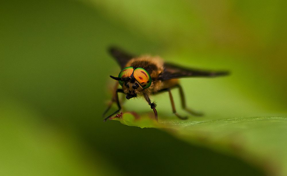 Eine seltsam bunte "Fliege" (?) Foto & Bild | tiere, wildlife, insekten ...
