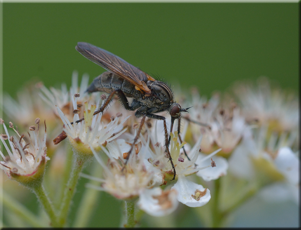 Eine seltsame Fliege Foto & Bild | tiere, wildlife, insekten Bilder auf ...