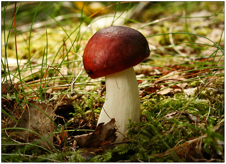 Eine so bildschöne Rotkappe ... Foto & Bild | pflanzen, pilze ...