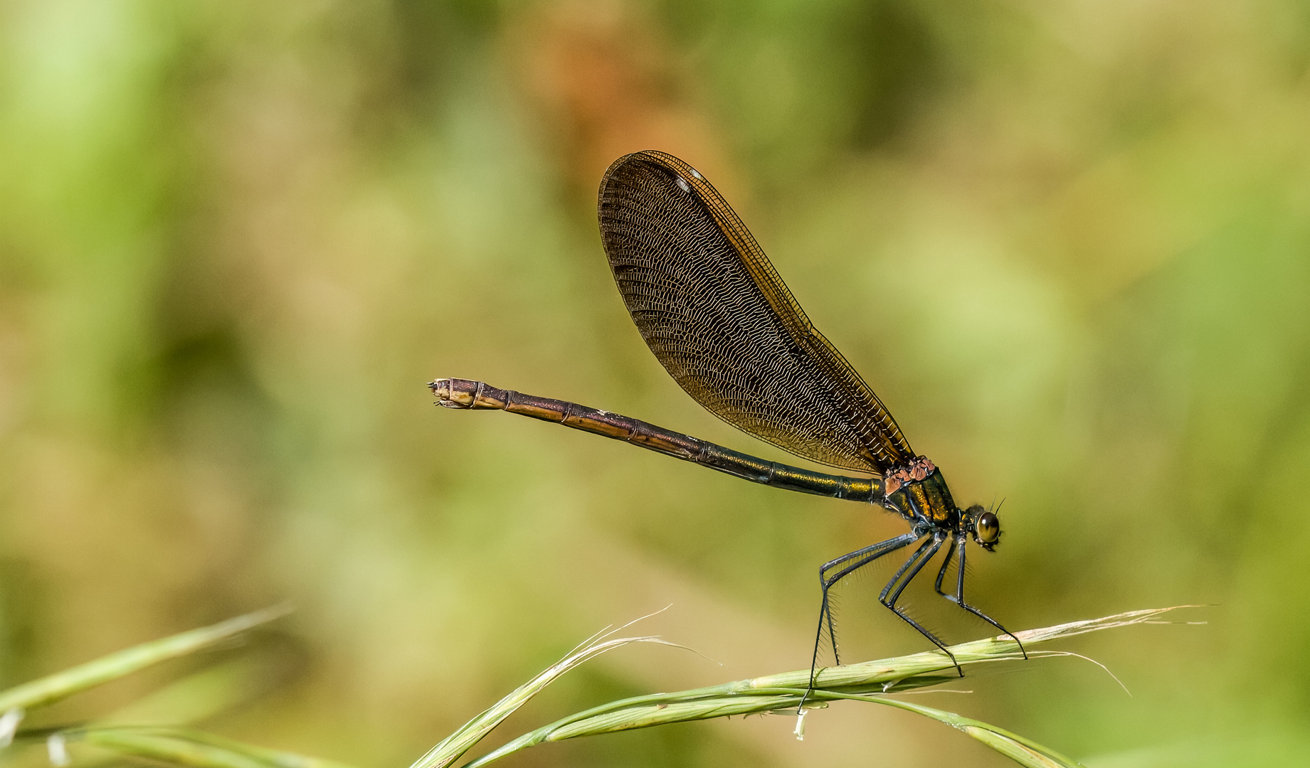 Eine Sommererinnerung Foto & Bild | tiere, wildlife, libellen Bilder auf fotocommunity