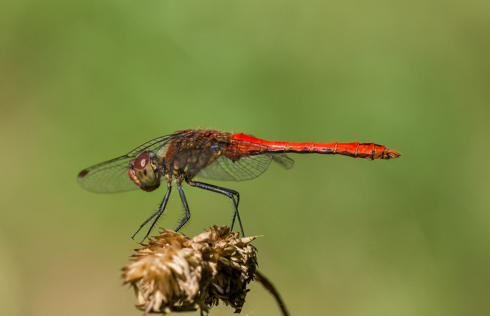 Eine Sommererinnerung Foto & Bild | tiere, wildlife, libellen Bilder auf fotocommunity