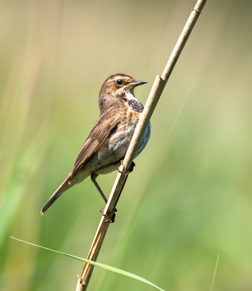 Eine stramme... Foto & Bild | natur, tiere, wildlife Bilder auf ...