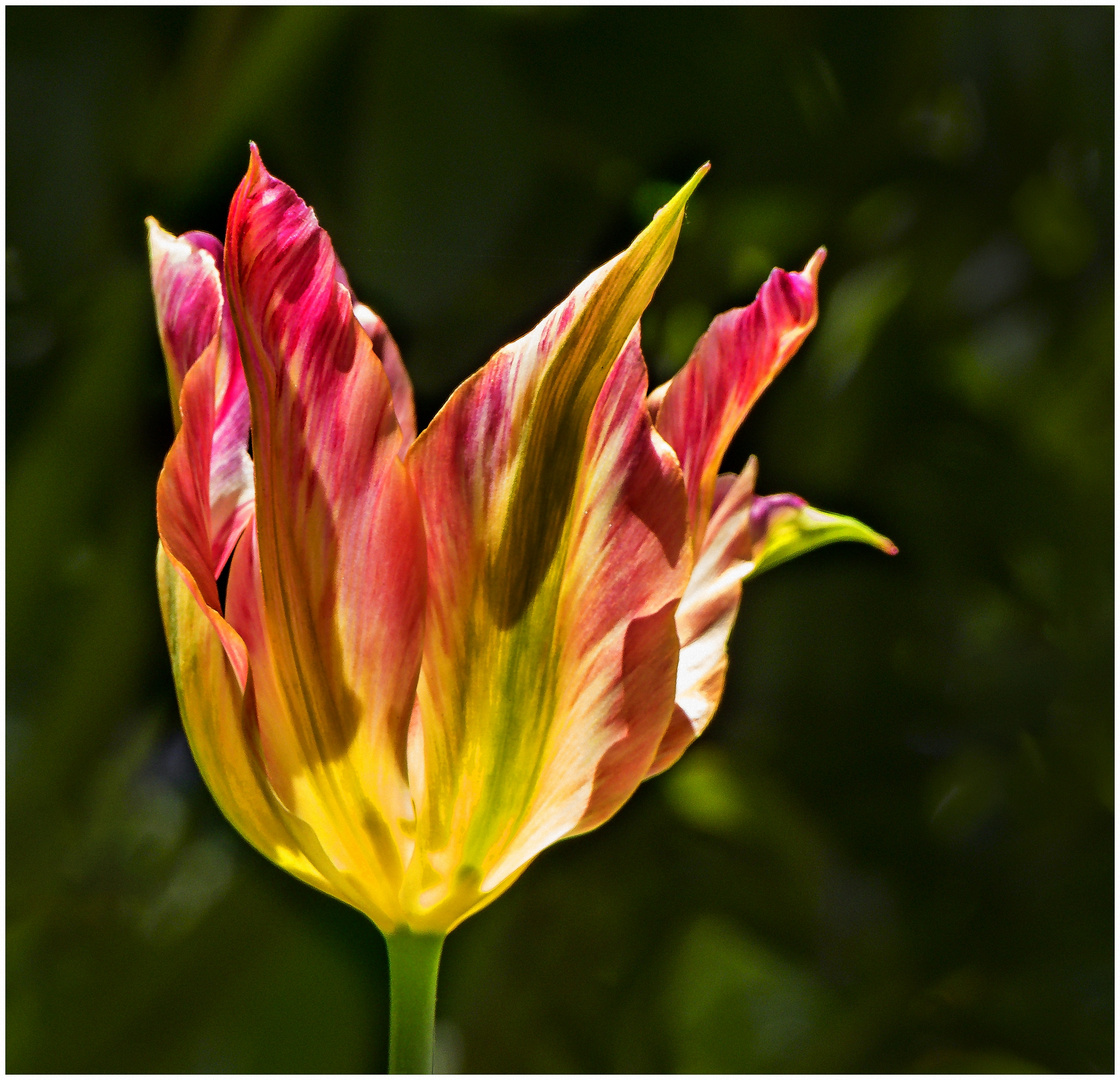 Eine Tulpe Foto & Bild | rot, tulpen, frühling Bilder auf fotocommunity